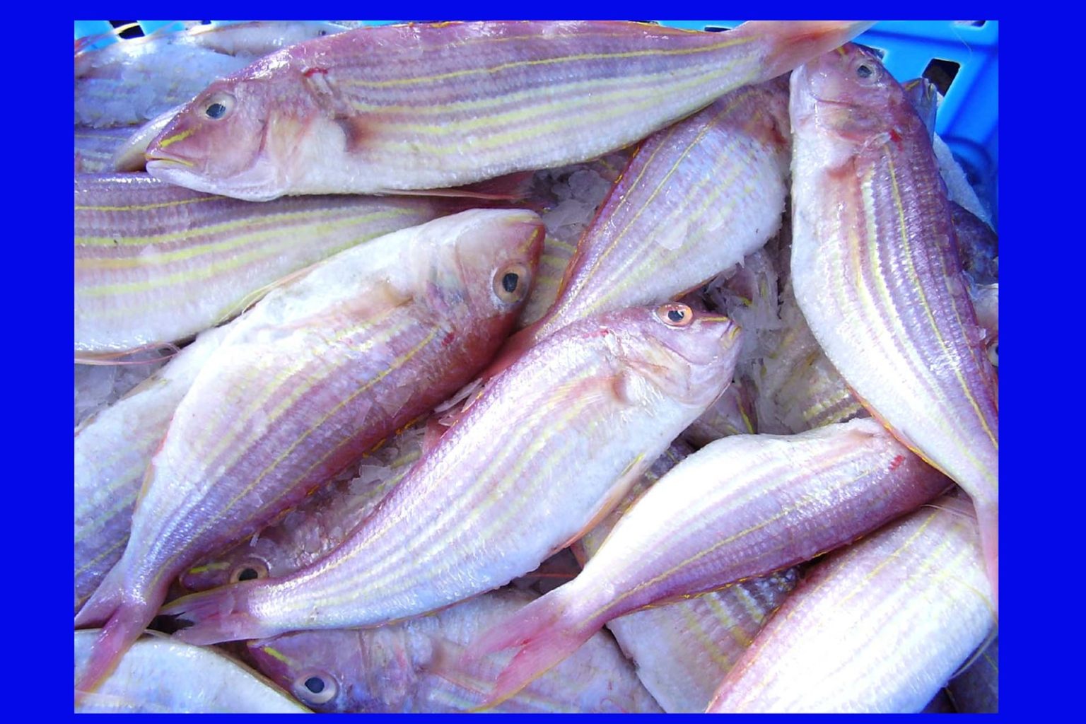 Products – Comay Seafood Factory